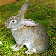 Rabbits - Pest & Insect Problem Solver Guide