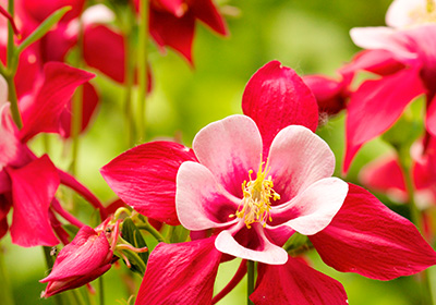 Botanical Interests High Quality Seeds and Garden Products