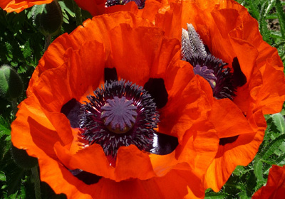 Botanical Interests High Quality Seeds and Garden Products