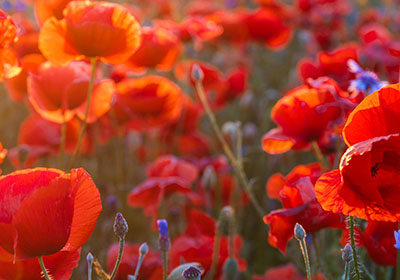 Botanical Interests High Quality Seeds and Garden Products