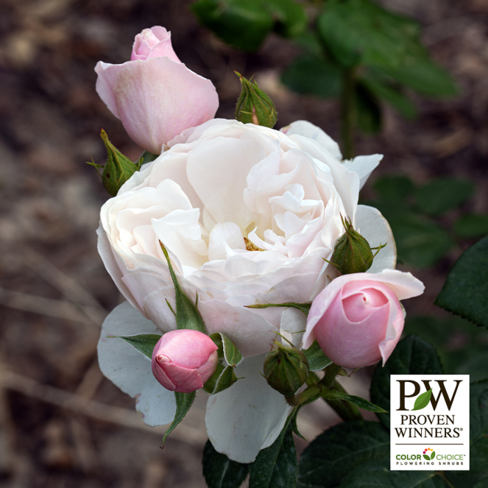Rose, Shrub, Flavorette Pear'd®, Shrub Roses: Edmunds' Roses
