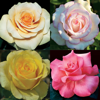 Rose Collections: Edmunds' Roses