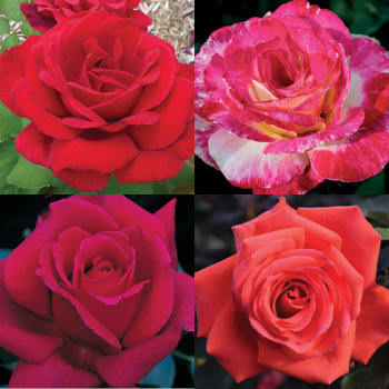 Rose Collections: Edmunds' Roses