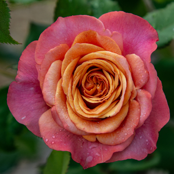 Grandiflora Roses: Edmunds' Roses