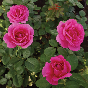 Hybrid Tea Roses: Edmunds' Roses