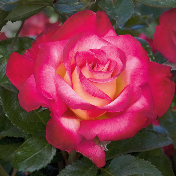 Grandiflora Roses: Edmunds' Roses