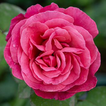 ADR Roses: Edmunds' Roses