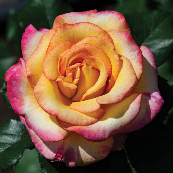 Grandiflora Roses: Edmunds' Roses