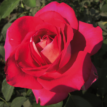 New Offerings: Edmunds' Roses
