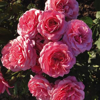 New Offerings: Edmunds' Roses