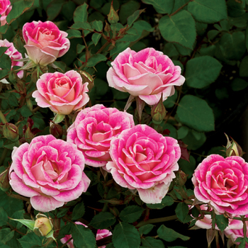 Miniature Roses: Edmunds' Roses