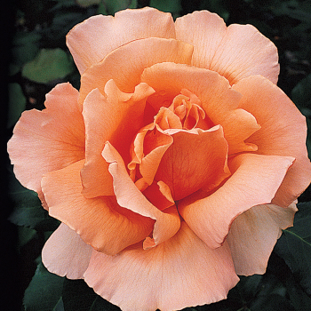 36 Tree Roses: Edmunds' Roses