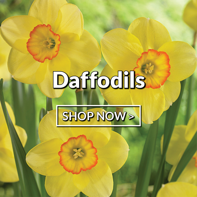 Vegetable Seed, Flower Seed, and Garden Supplies | Jung Seed