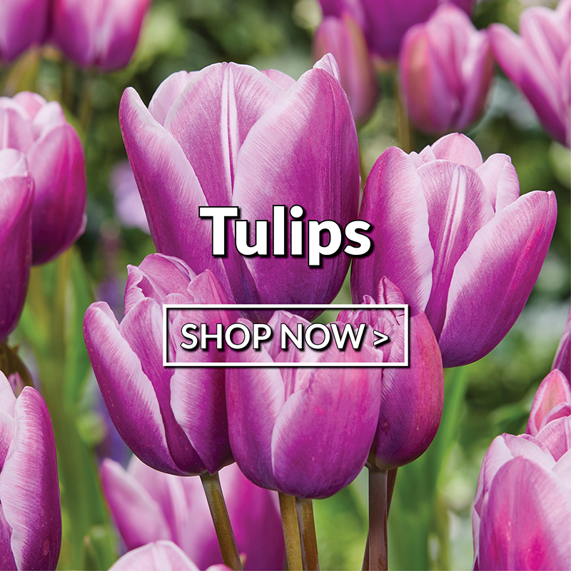 Vegetable Seed, Flower Seed, and Garden Supplies | Jung Seed