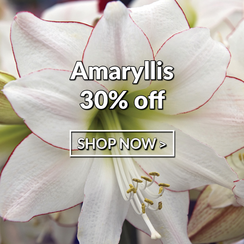 Vegetable Seed, Flower Seed, and Garden Supplies | Jung Seed