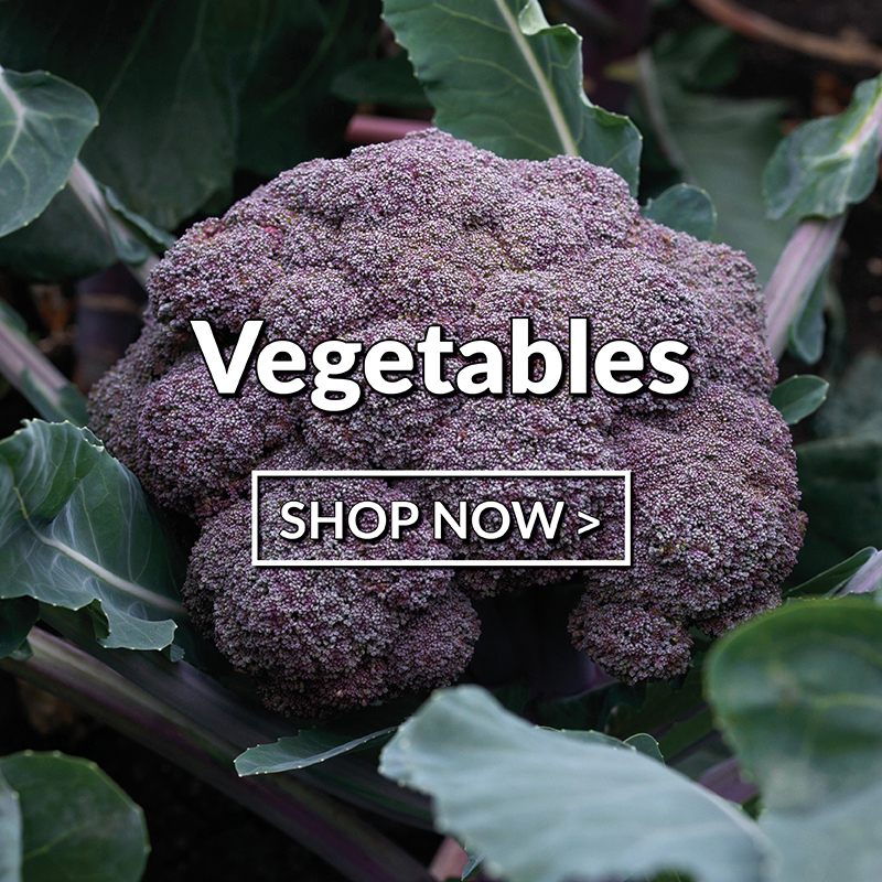 Vegetable Seed, Flower Seed, and Garden Supplies | Jung Seed