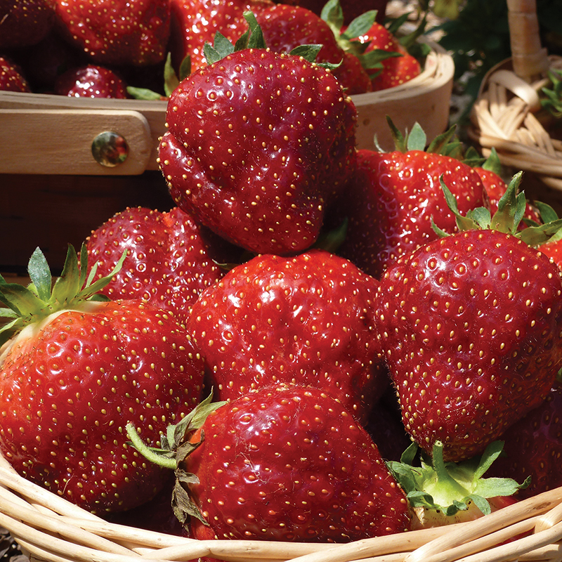 Jung Seed: Vegetable Seed, Flower Seed, and Garden Supplies