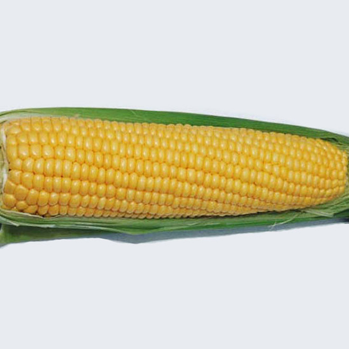 Northern Xtra-Sweet™ Hybrid Sweet Corn, Corn: Jung Seed Company