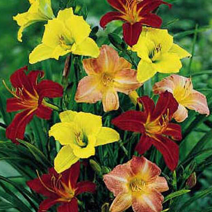 Mini Daylily Mix, Daylily: J.W. Jung Seed Company