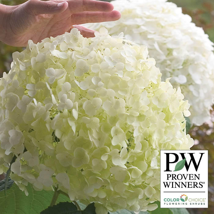 Incrediball® Hydrangea, Garden Center Bareroot: J.W. Jung Seed Company