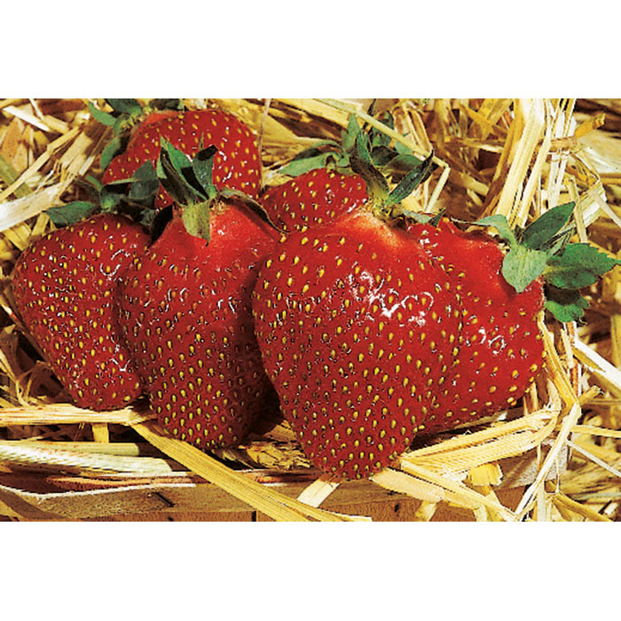 Honeoye Junebearing Strawberry, Strawberry: J.W. Jung Seed Company