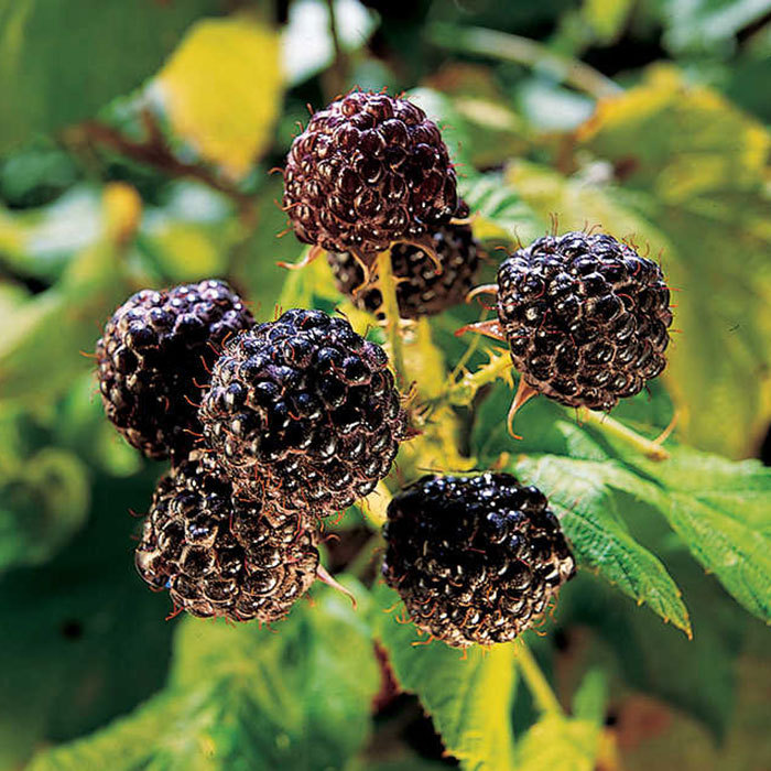 Jewel Black Raspberry, Raspberry: J.W. Jung Seed Company
