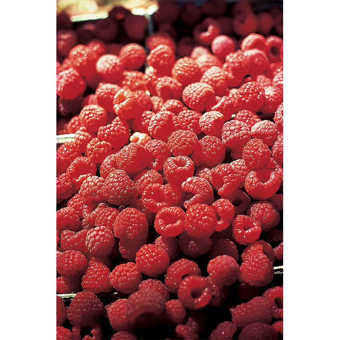 Latham Summer Bearing Raspberry, Raspberry: J.W. Jung Seed Company