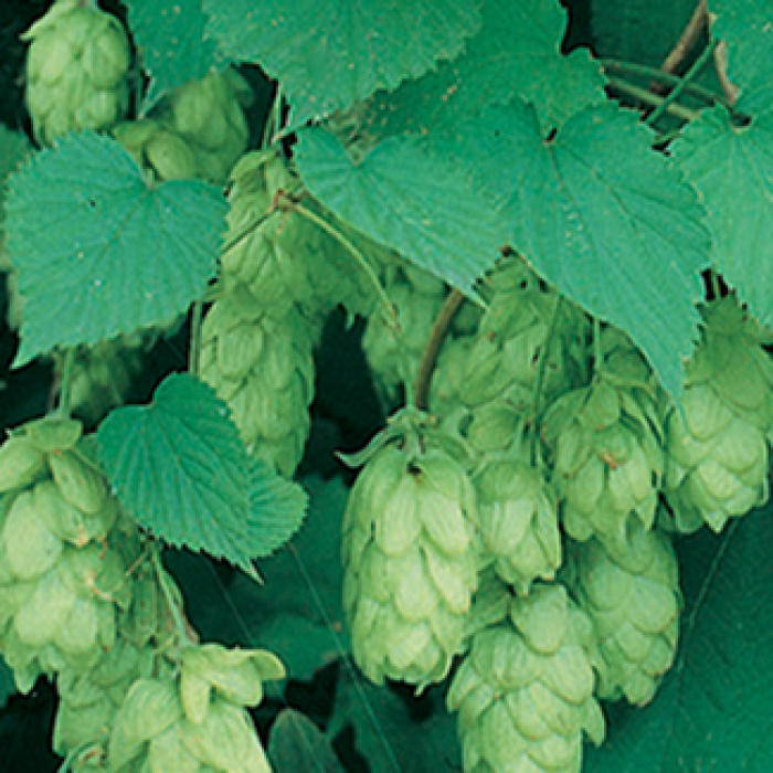 Cascade Hops Vine, Hops: J.W. Jung Seed Company