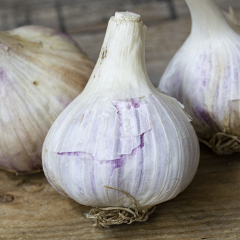 Garlic & Fall Onions: J.W. Jung Seed Company