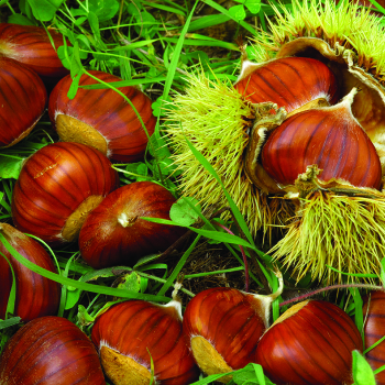 Chestnut: J.W. Jung Seed Company