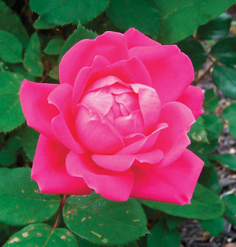 Knock Out® Family: J.W. Jung Seed Company