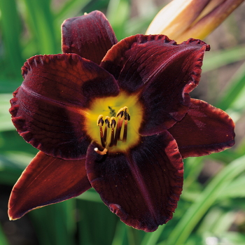 Daylily: J.W. Jung Seed Company