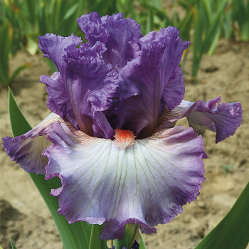 German Bearded Iris: J.W. Jung Seed Company