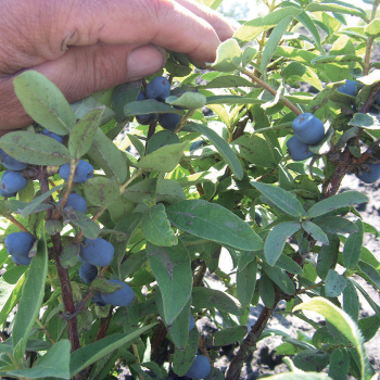 Honeyberry: J.W. Jung Seed Company