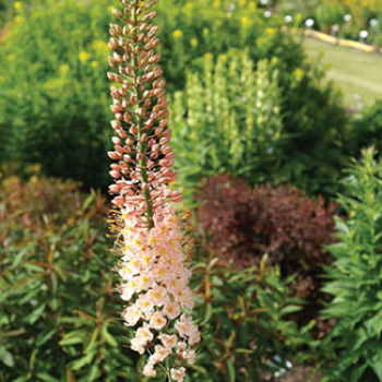 Foxtail Lilies: J.W. Jung Seed Company