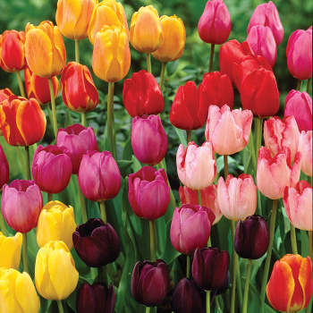 Tulip Mixes: J.W. Jung Seed Company