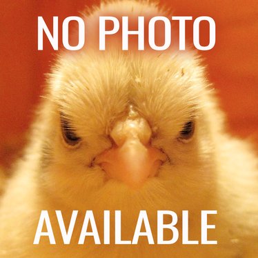 1-1/4 Threaded PVC Drop Pipe - 6' Sections, Pump Parts and Tools - Lehman's