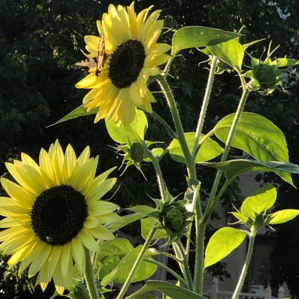 Lemon Queen Sunflower Seeds, Organic Seeds | Lehman's