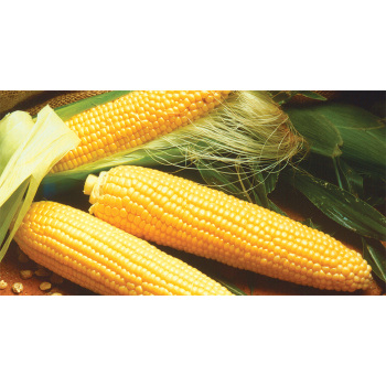 Sweet Corn- Sugary Enhanced (se): R.H. Shumway's Company
