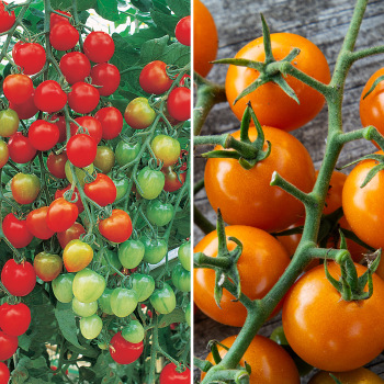 Hybrid Cherry Tomato Seeds: Totally Tomatoes Hybrid Cherry Tomato Seeds: Totally Tomatoes