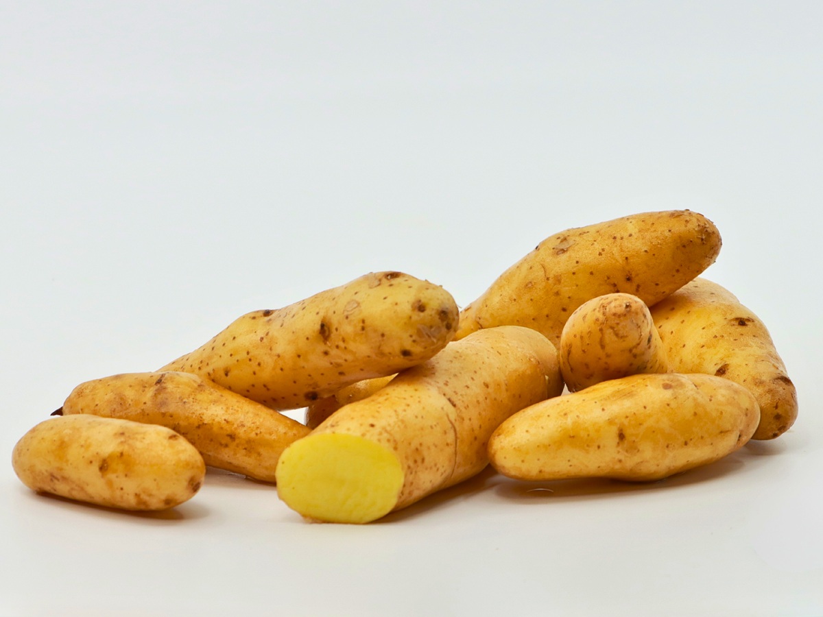 Certified Organic Seed Potatoes